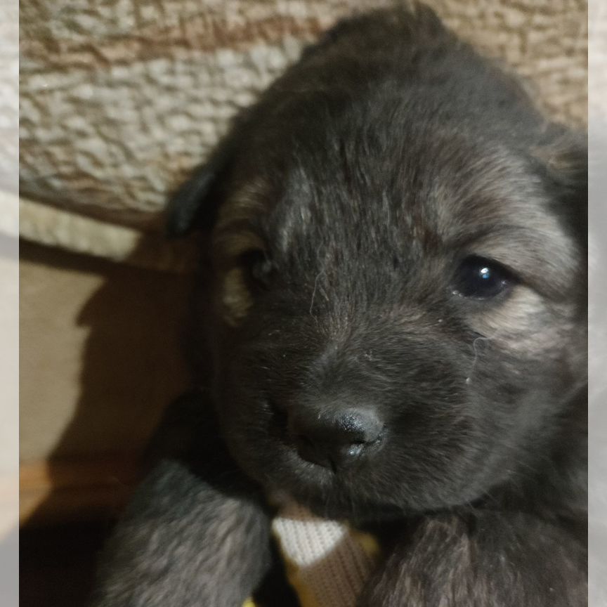 Щенок в добрые руки