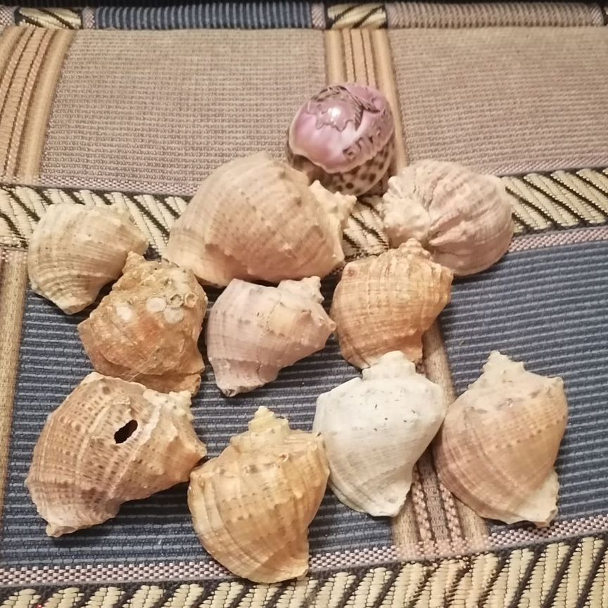 Морские ракушки