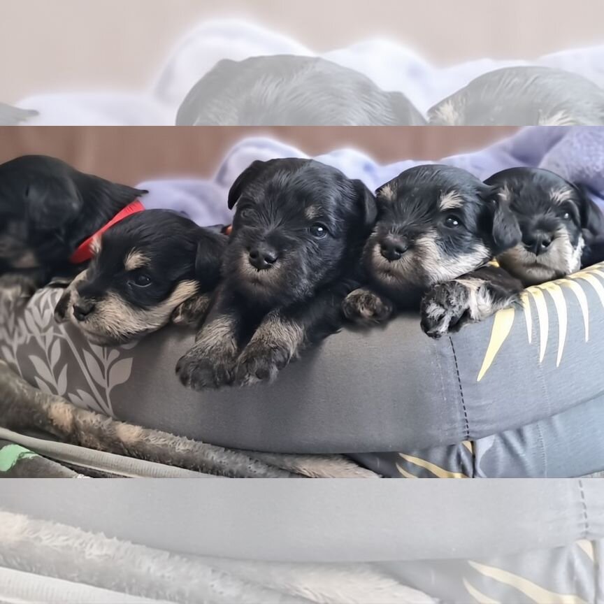 Цвергшнауцер, щенок