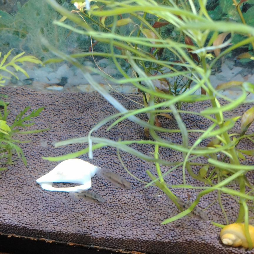 Аквариумные рыбки