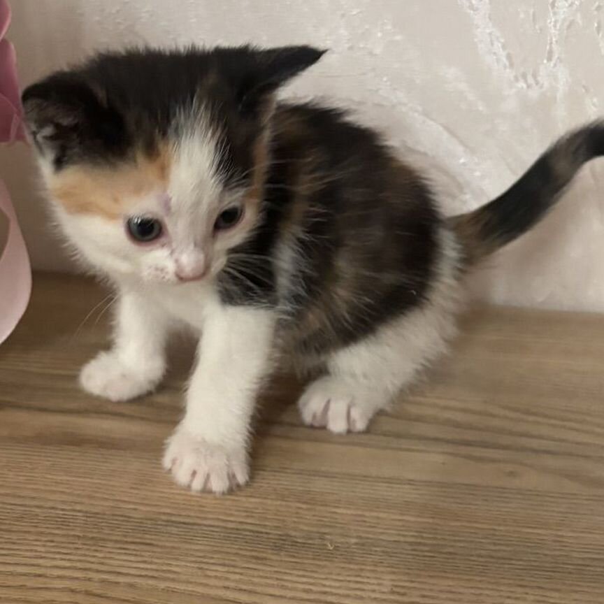 Котёнок от частного владельца