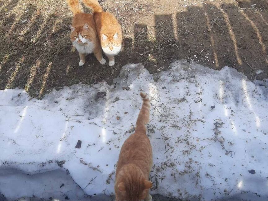 Рыжие кошка и котики ищут дом