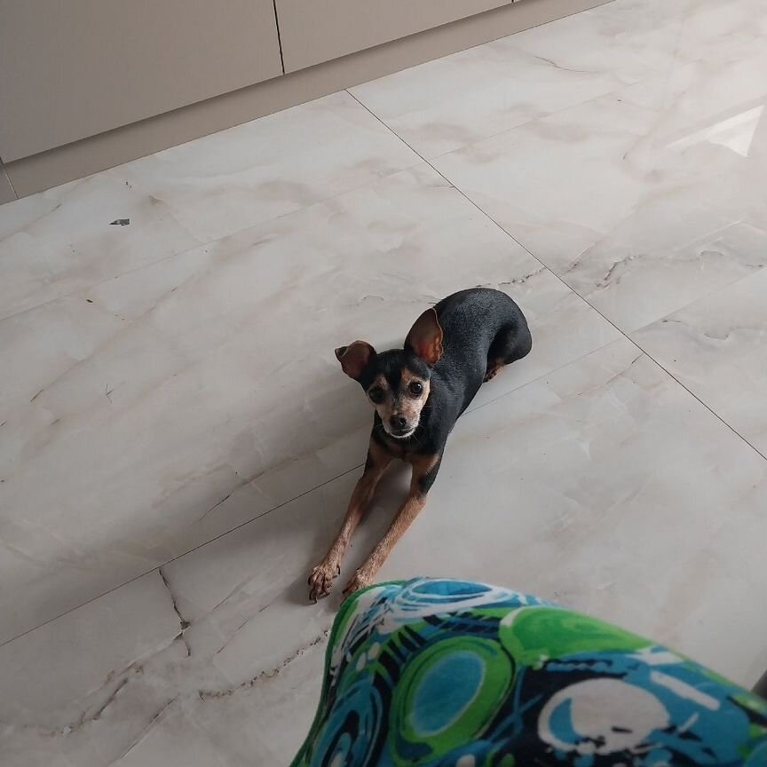 Русский той-терьер, взрослая собака