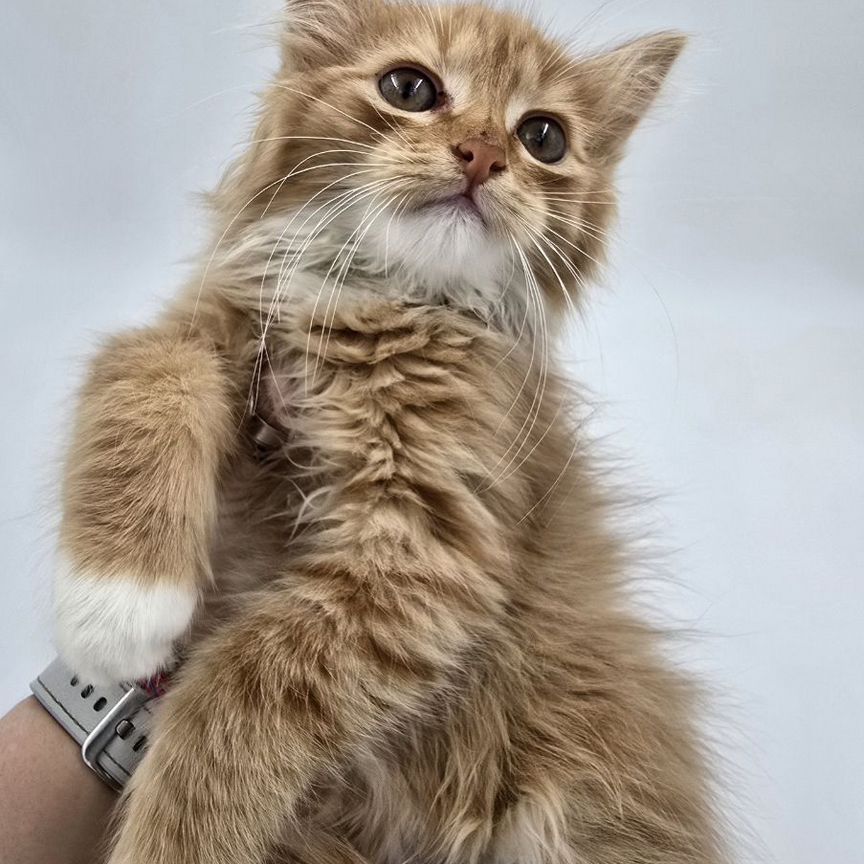 Чудесный котенок рыжик в добрые руки