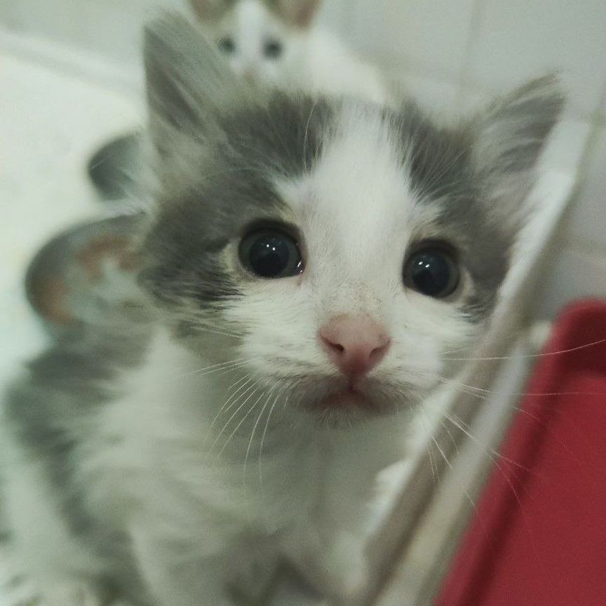 Котеночек Облачко заберется на ручки сам