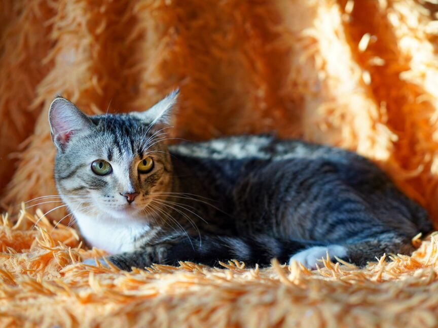 Кошка