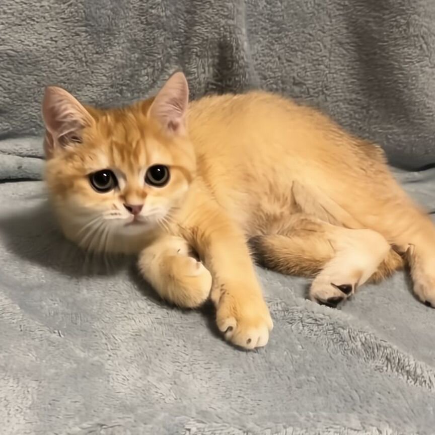 Британский короткошёрстный котёнок