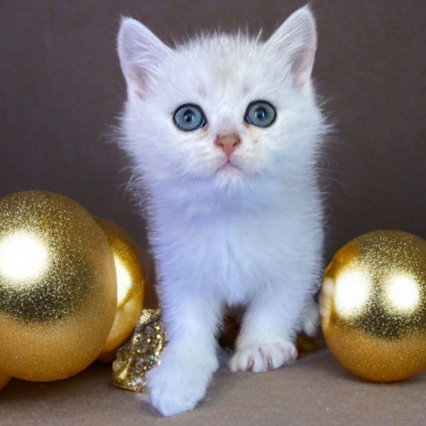 Шотландский прямоухий короткошёрстный котёнок