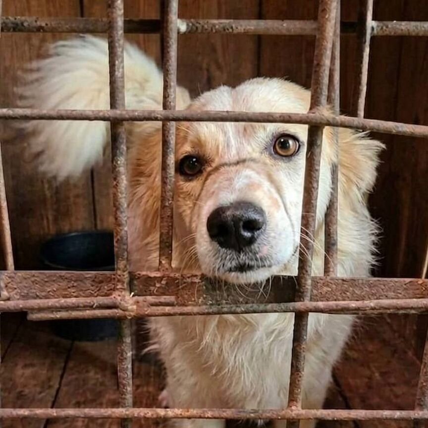 Взрослый пёс в добрые руки