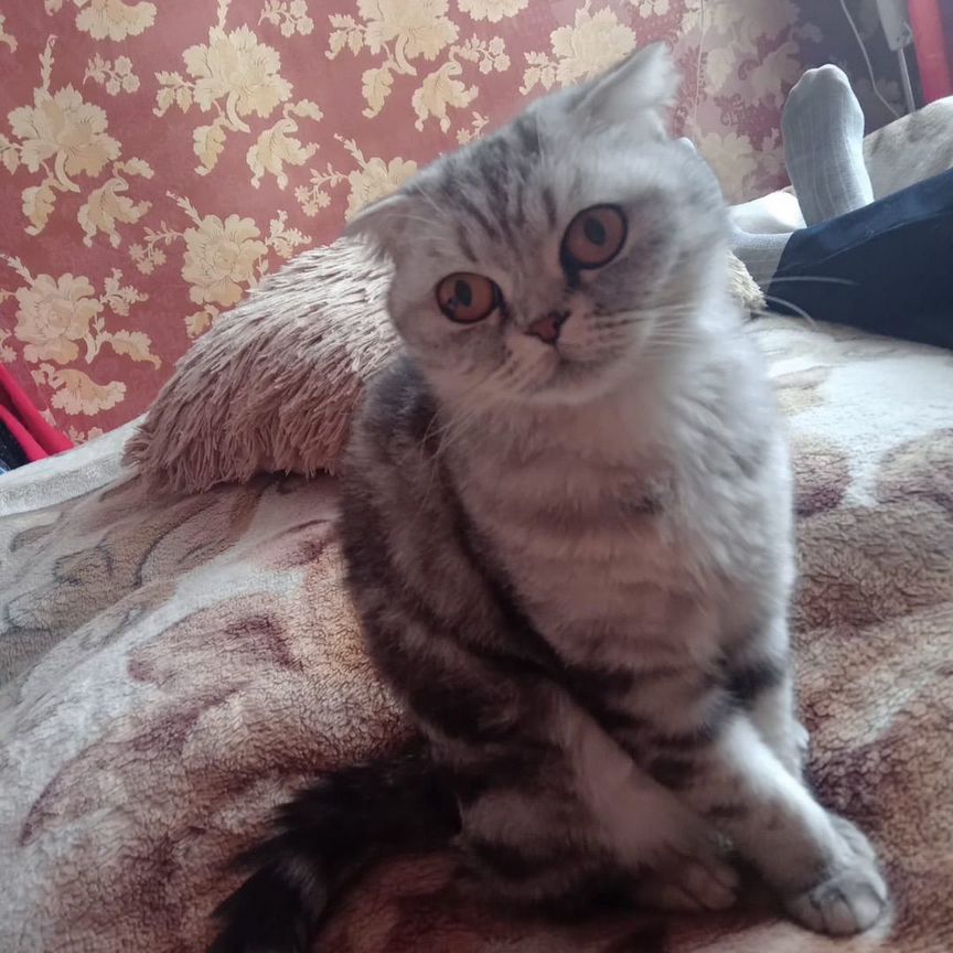 Шотландская кошка вязка