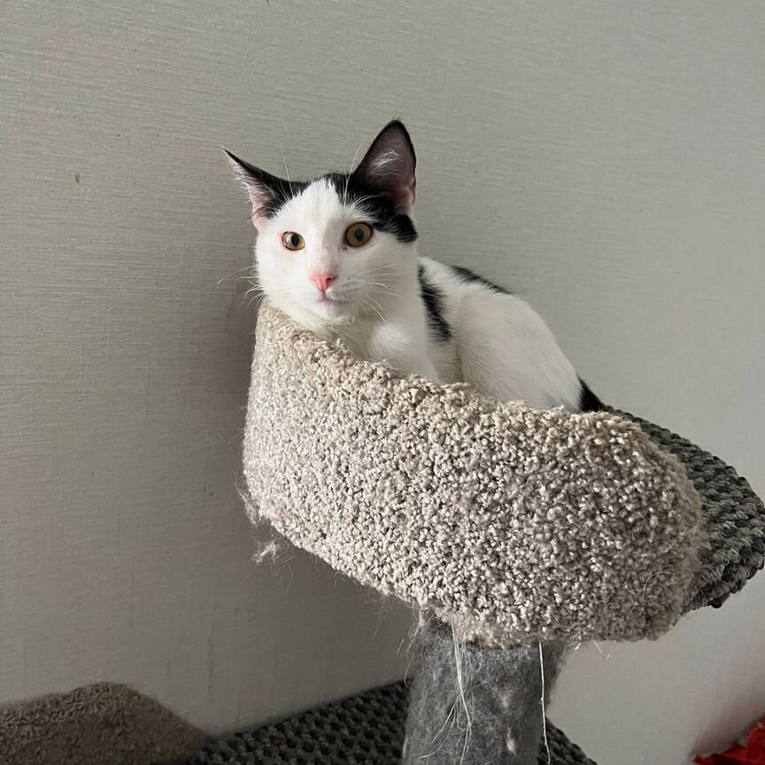 Котенок привитый милаш