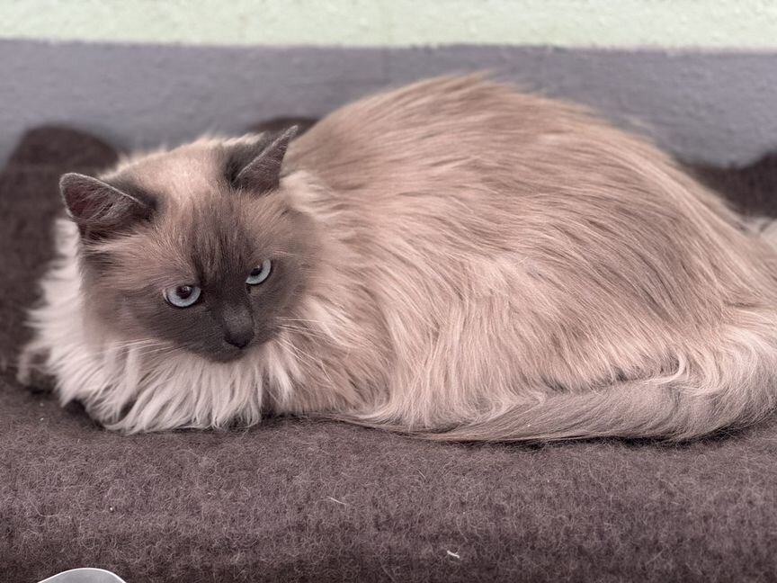 Кошка породистая сиамская в добрые руки