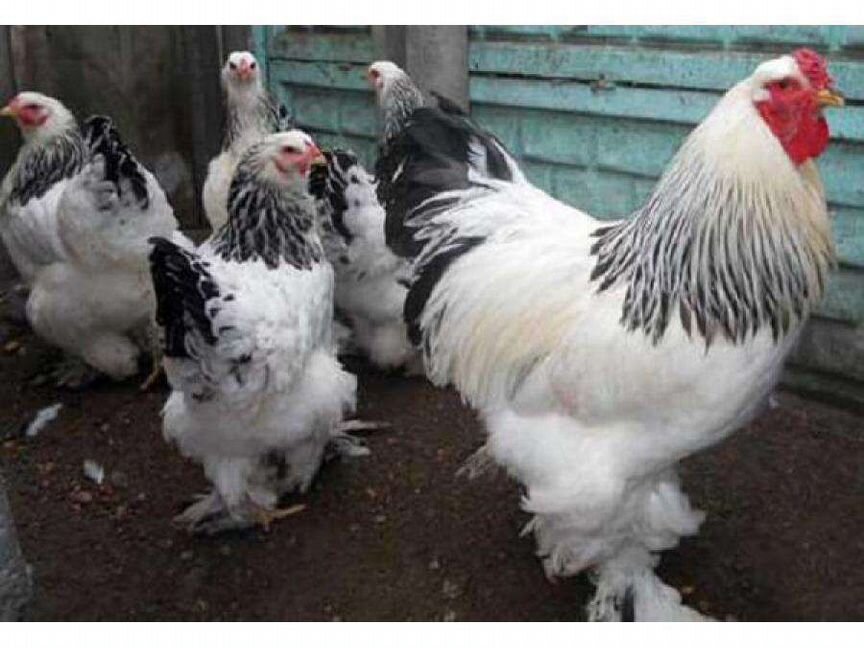 Семья кур брама