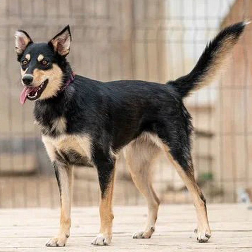 Взрослая собака в добрые руки