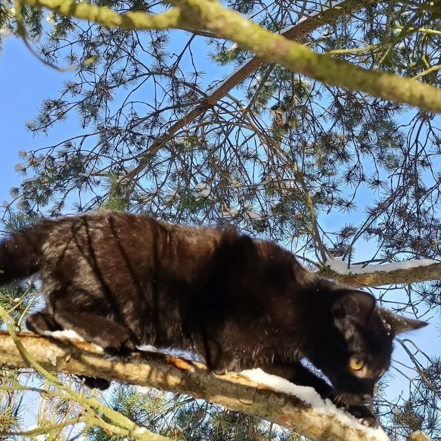 Европейский короткошёрстный котёнок