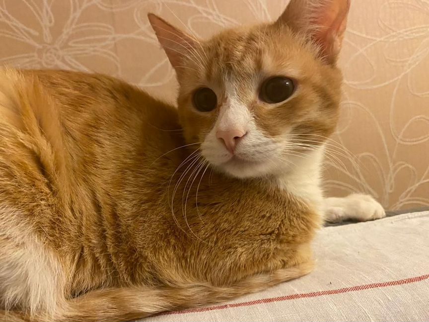 Кот с грустными глазами