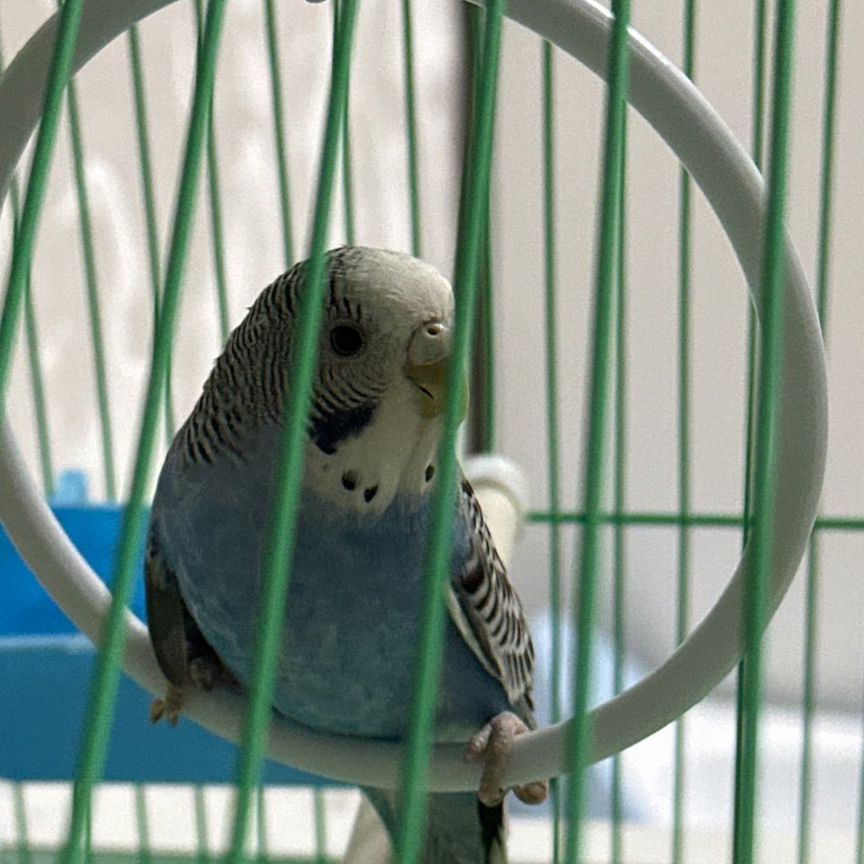 Волнистый попугай с клеткой