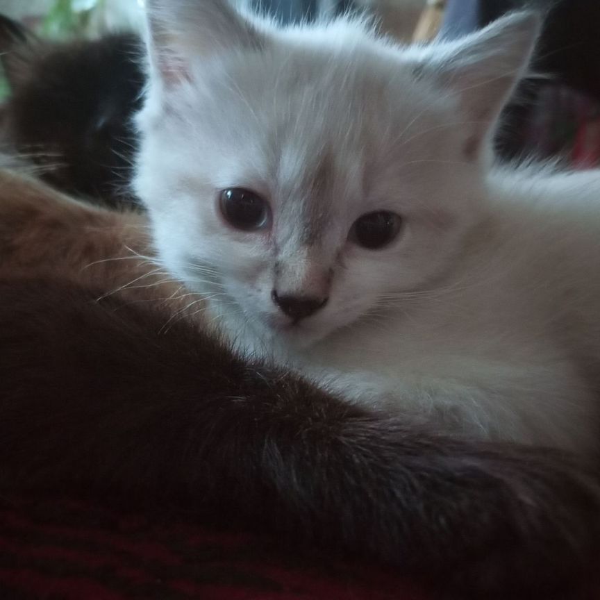 Сиамский котёнок