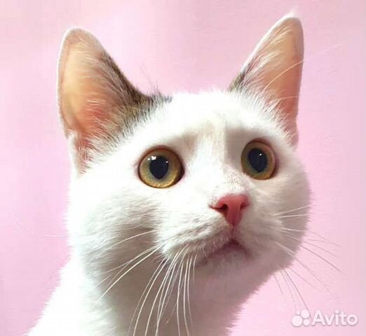 Котик Эльф в добрые руки