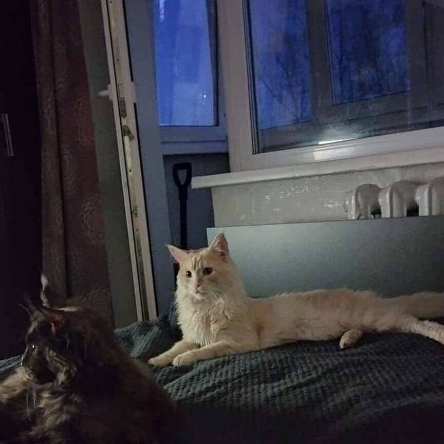 Мейн-кун котёнок