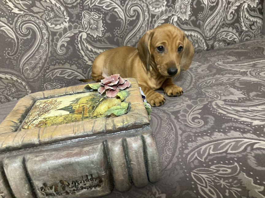 Щенки таксы