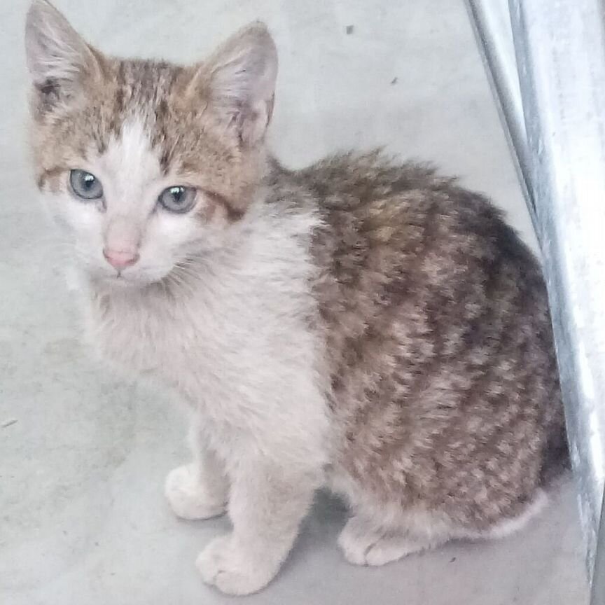 Бездомный котёнок в добрые руки