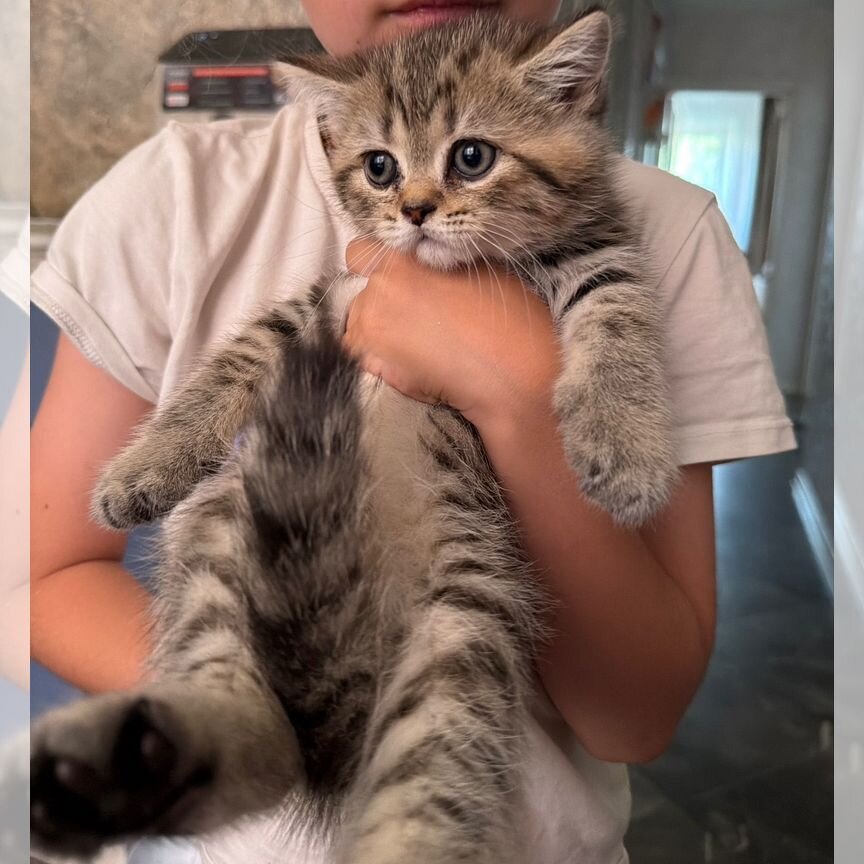 Шотландский прямоухий короткошёрстный котёнок