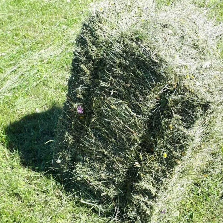 Сено в брикетах 2024