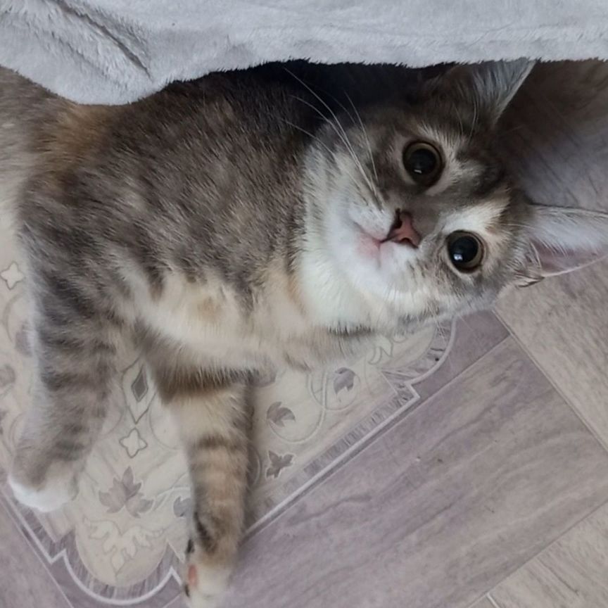 Маленькая кошечка