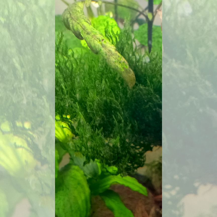 Мох аквариумный