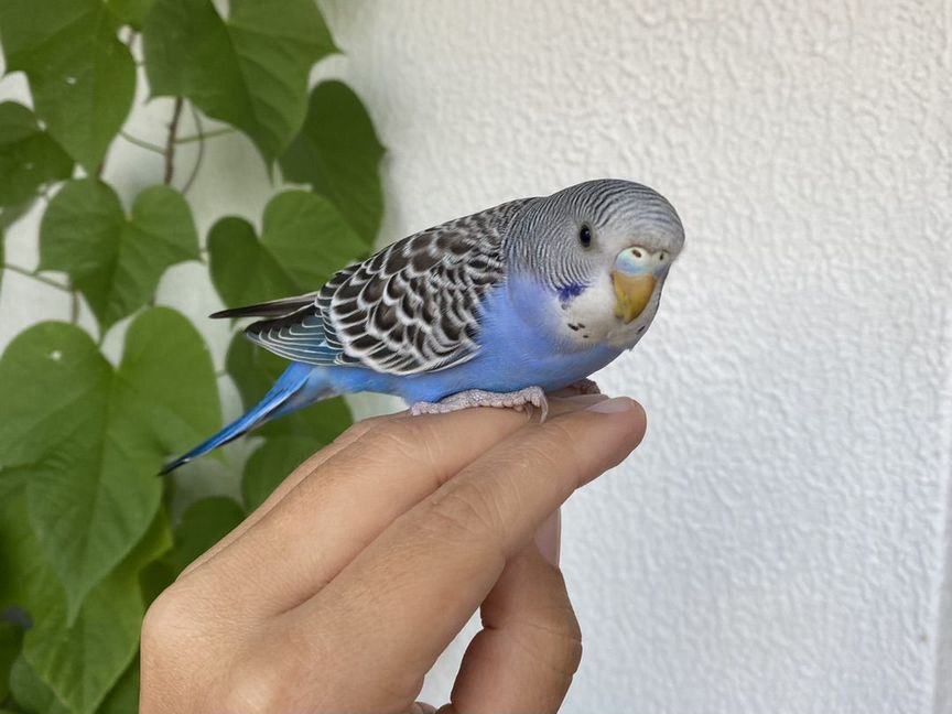 Волнистый попугай птенец девочка