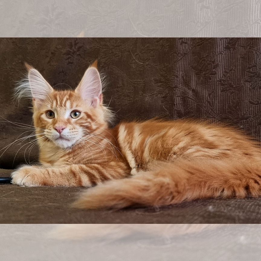 Мейн-кун котёнок