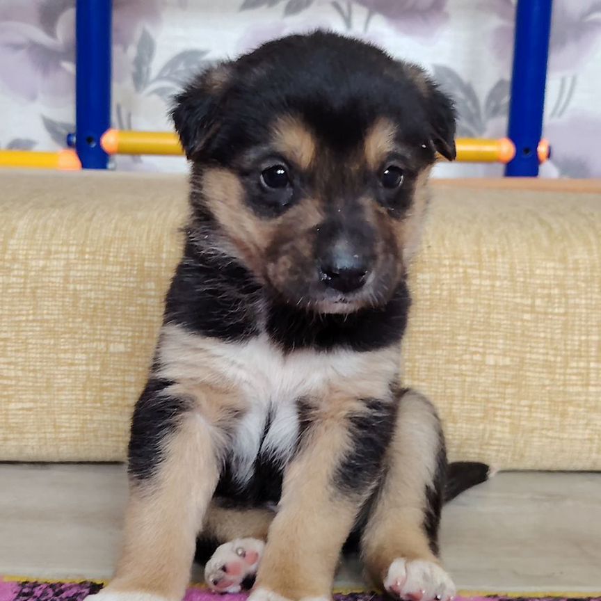 Щенок в добрые руки