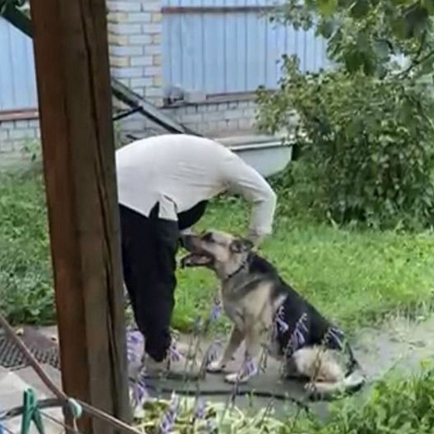 Немецкая овчарка, взрослый пёс