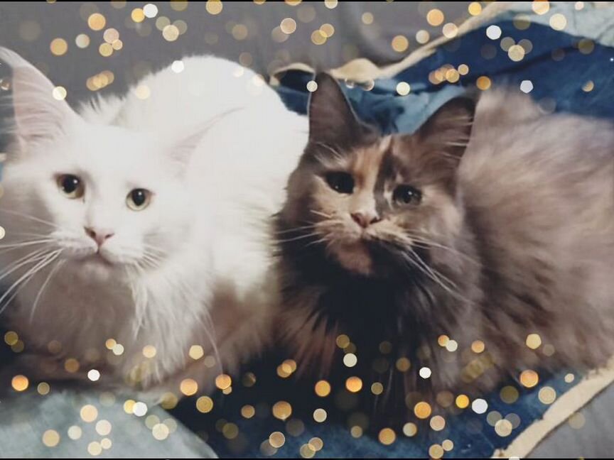 Котята мейн-кун