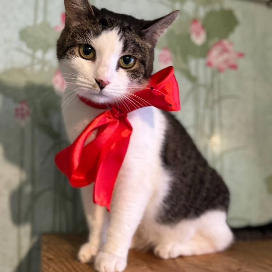 Взрослая, Девочка кошка в добрые руки