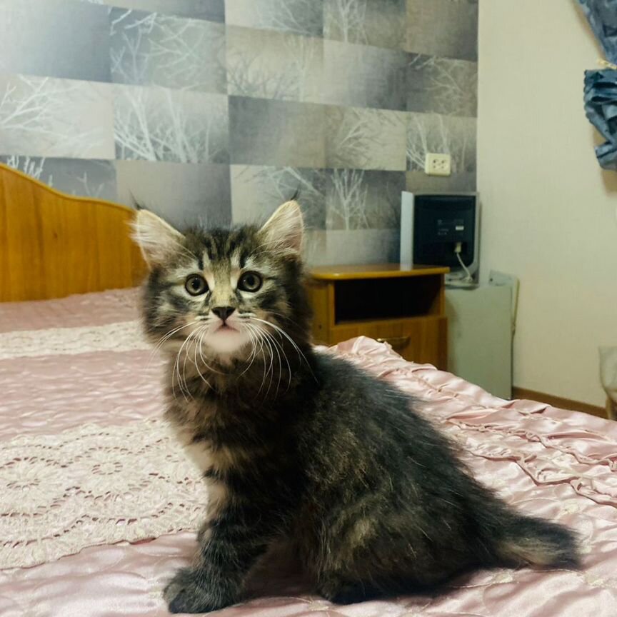 Котик 1,5 месяца