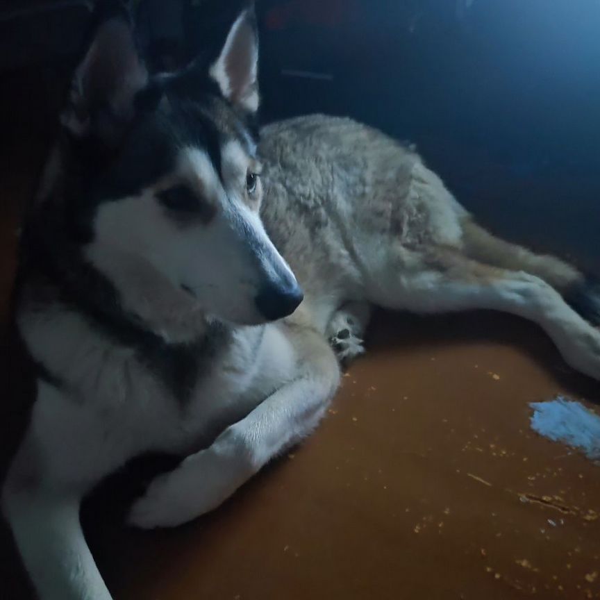 Маламут(скорее всего скрещен с хаски), сука