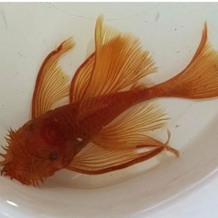 Анциструс супер ред вуалевый