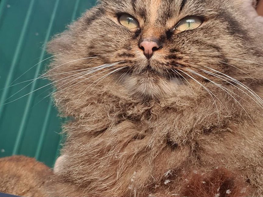 Крупная кошка ищет дом