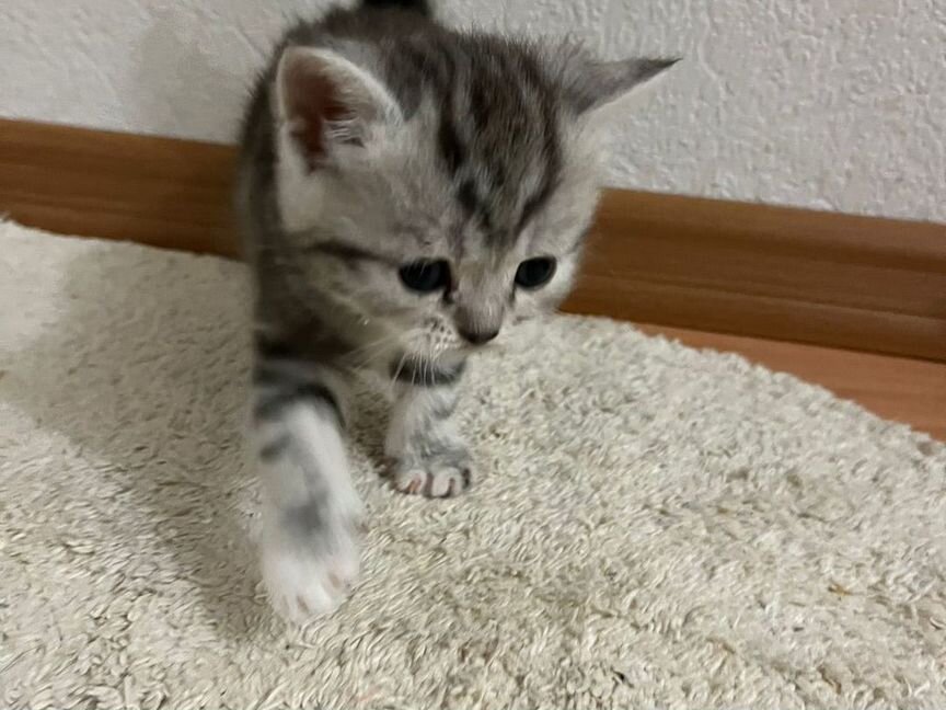 Котятенок шотландский