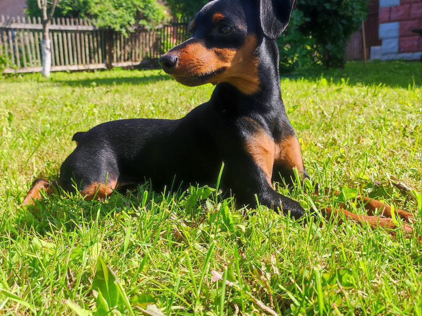 Вязка цвергпинчер