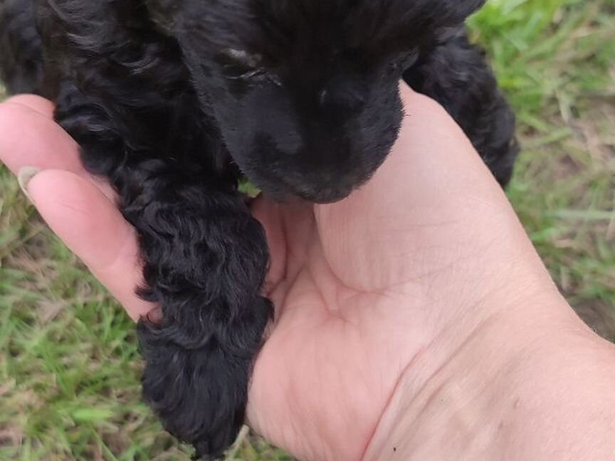 Продажа щенка той пуделя