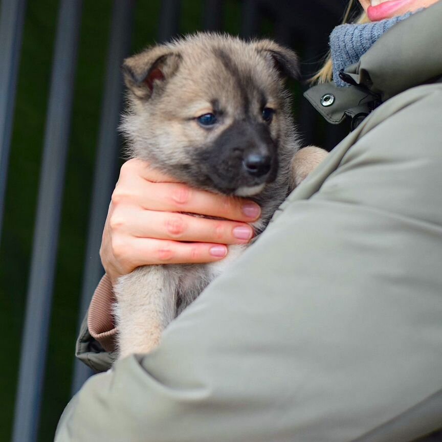 Щенки в добрые руки