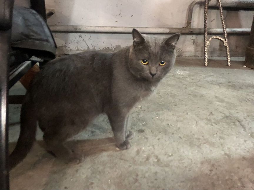 Котик сёма ищет дом