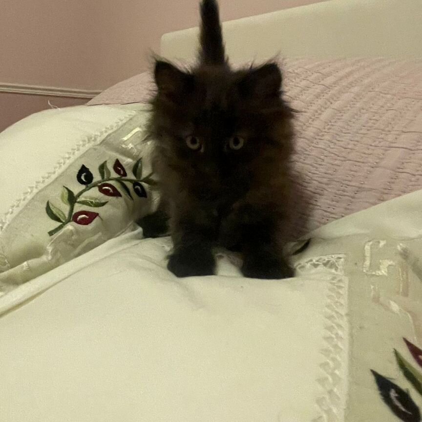 Котёнок девочка в добрые руки