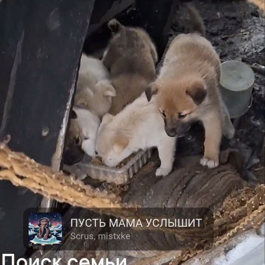 Щенок в добрые руки