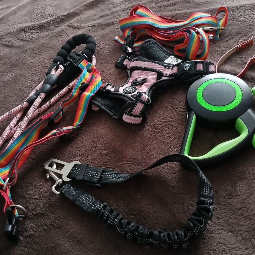 Вещи для собаки