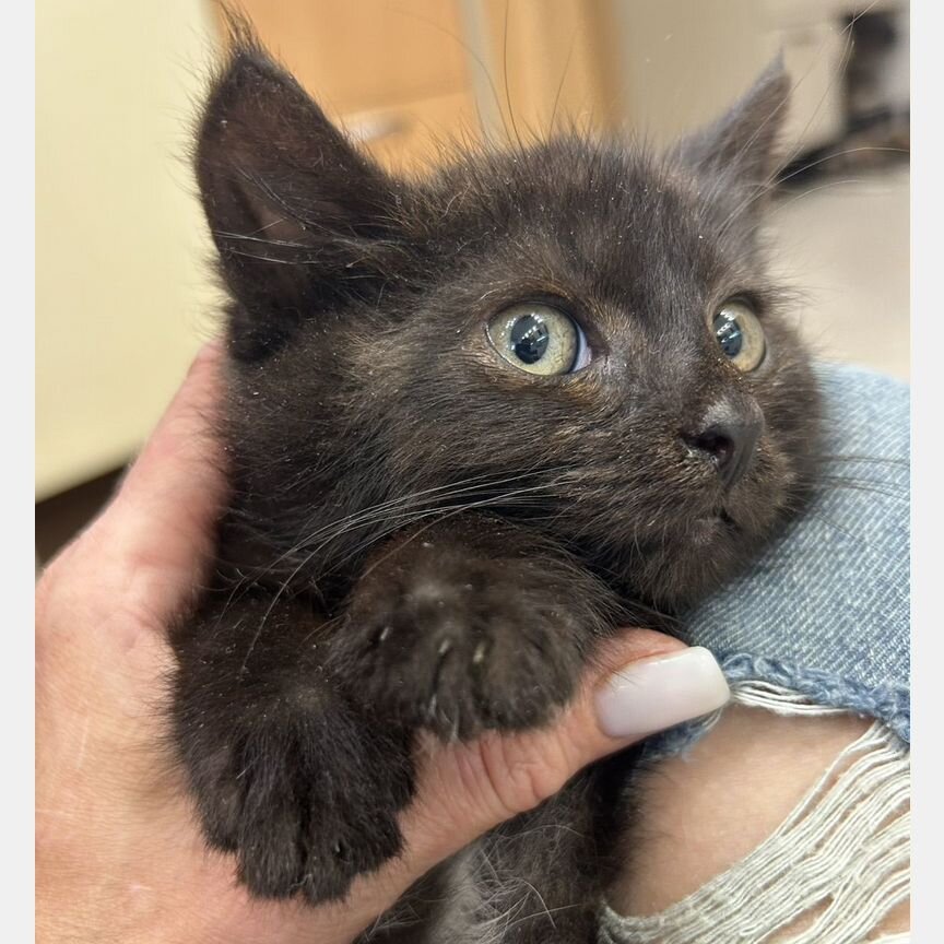 Котенок Мишка 2 месяца