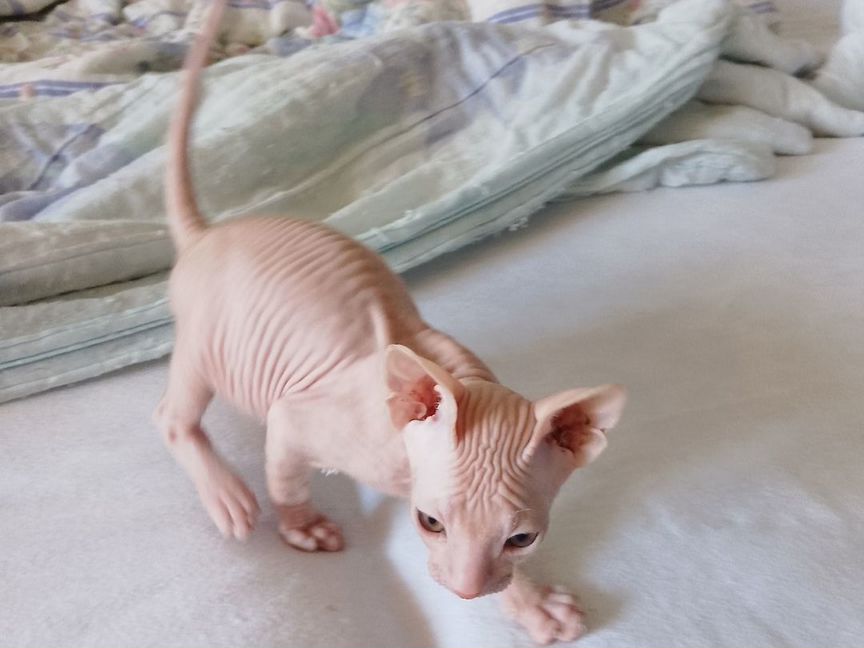 Донской сфинкс котята санкт